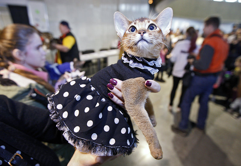 Pure purr-fection: Cats in Kiev compete in bizarre beauty pageant ...