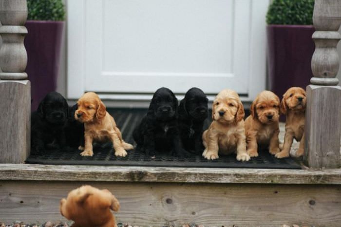 Bu köpekler çok tatlı