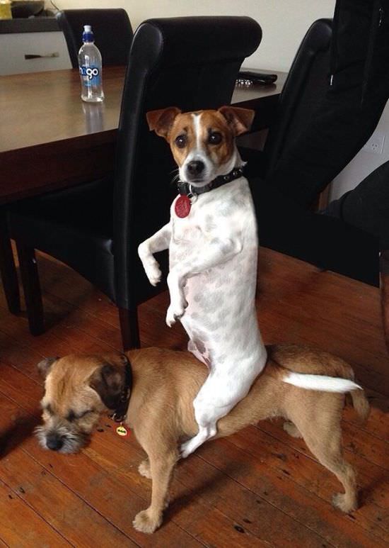 Bu köpekler çok tatlı
