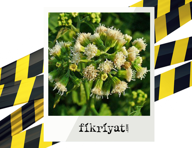 Dünyanın en ölümcül 10 bitkisi - Galeri - Fikriyat Gazetesi