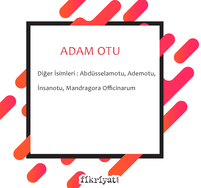Adam otu nedir, ne işe yarar? Adam otu nasıl kullanılır? Adam otu ...