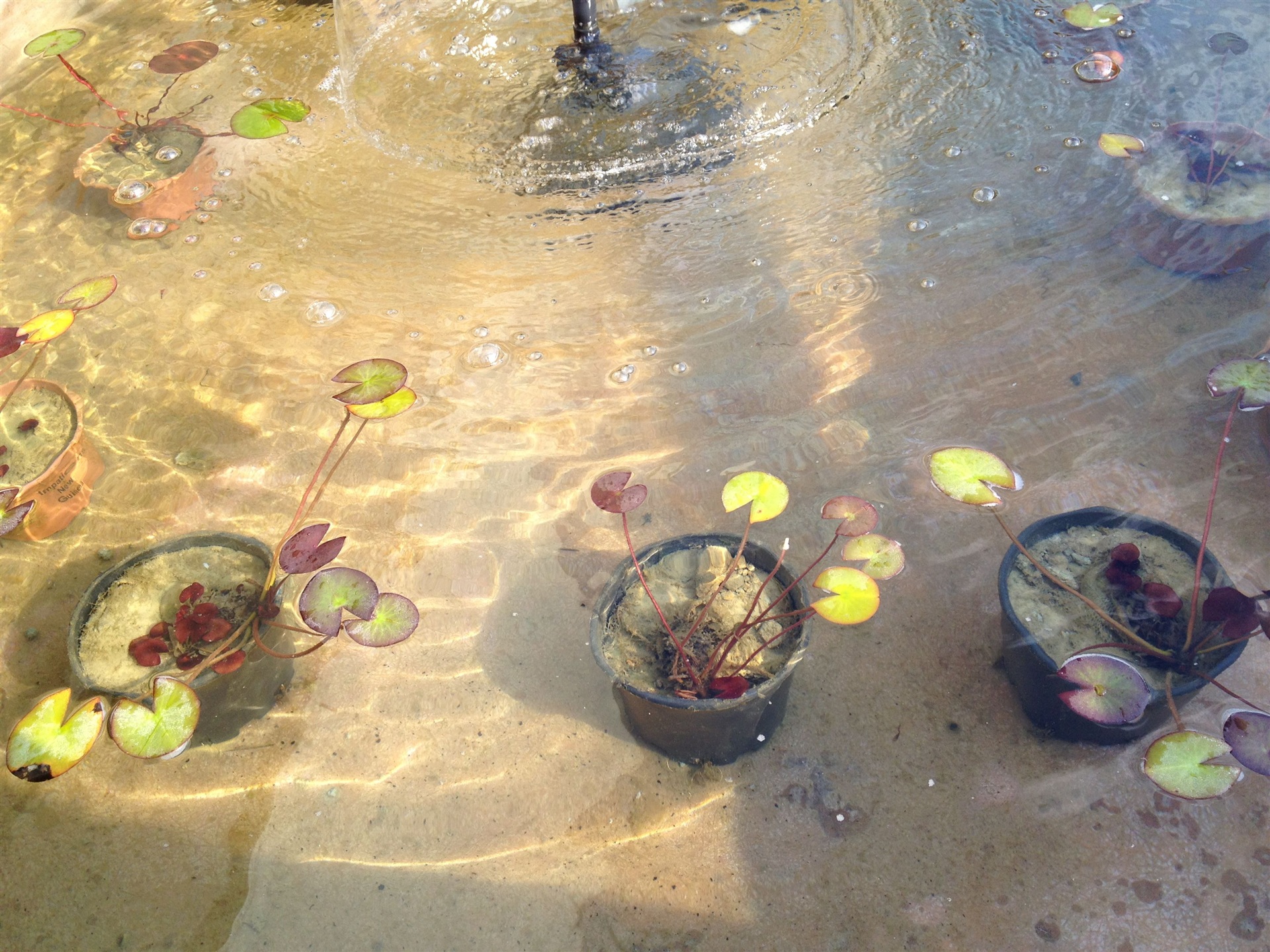 Şirin Ediger Bayülgen